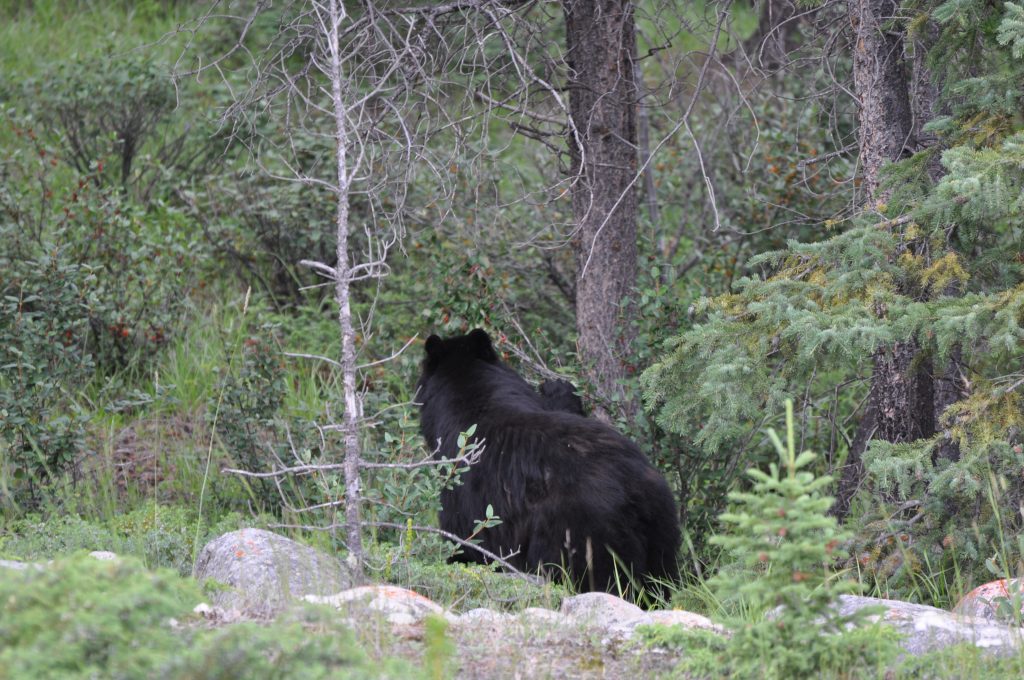 Calling black bear - John Stallone Days in The Wild
